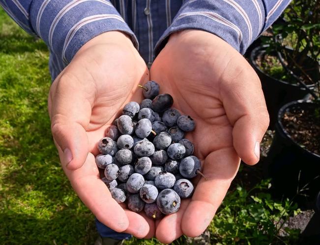 Blueberry season is in full bloom, but short is supply | News | yoursun.com
