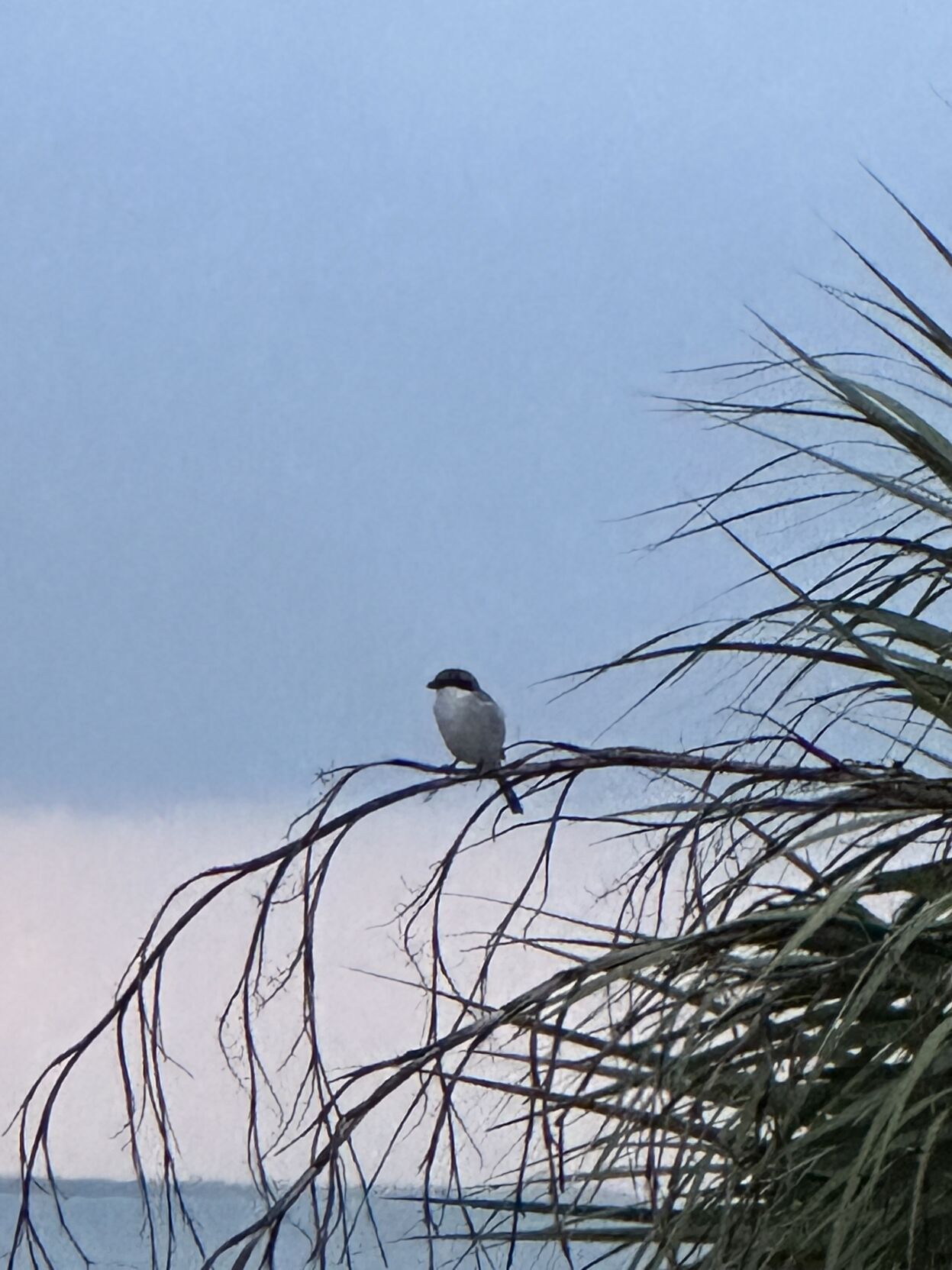 Are you flitting about, like this bird? | Religion | yoursun.com