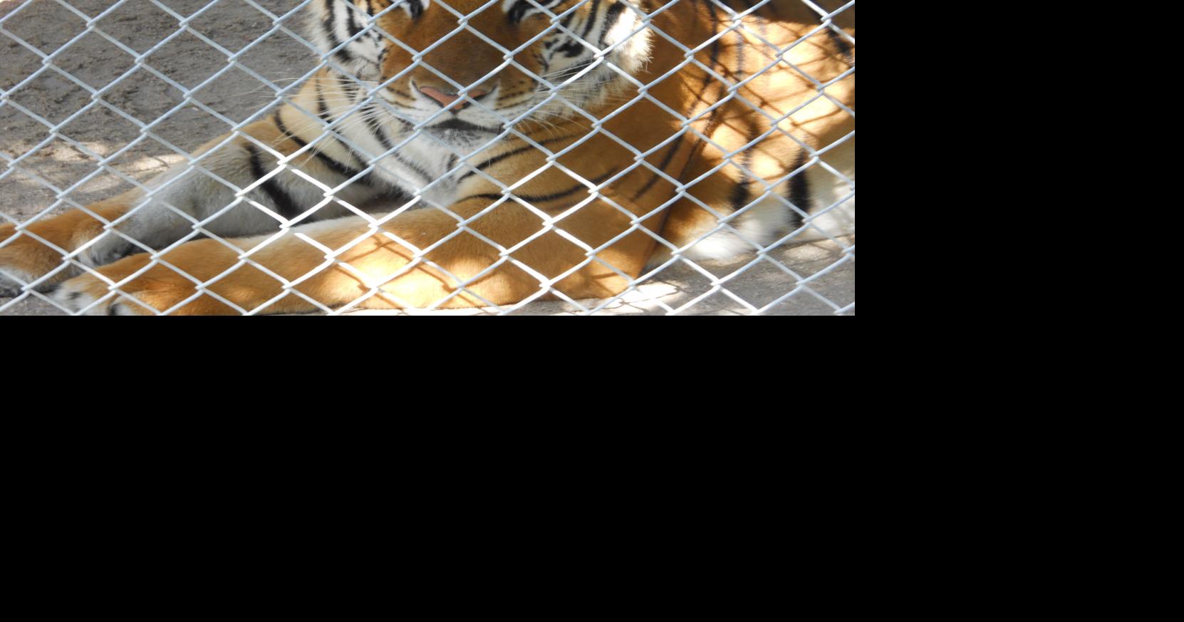 Octagon Wildlife Sanctuary a haven for animals | News Archives ...