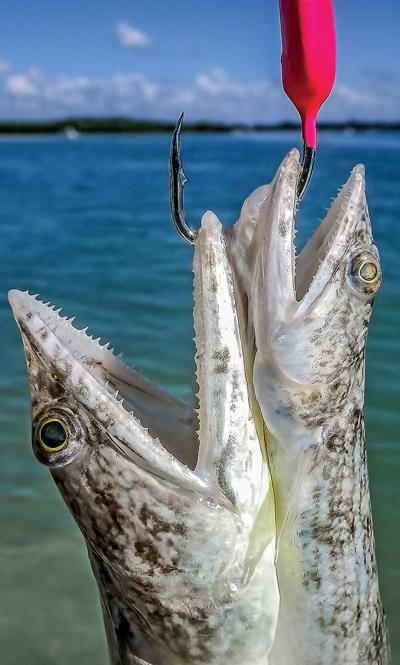 The lizardfish invasion | Waterline | yoursun.com