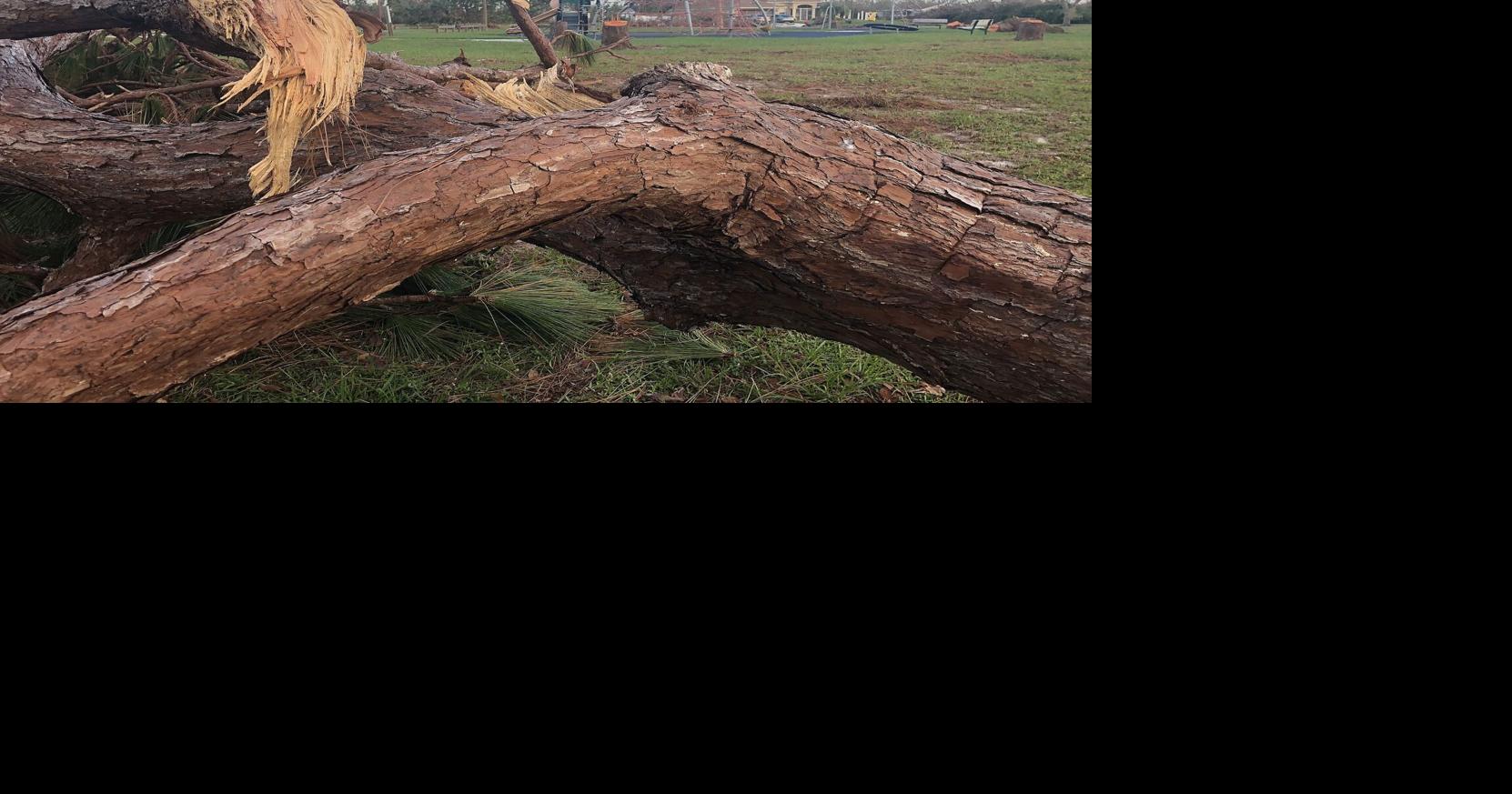 Damaged trees could still survive future storms | Port Charlotte News ...