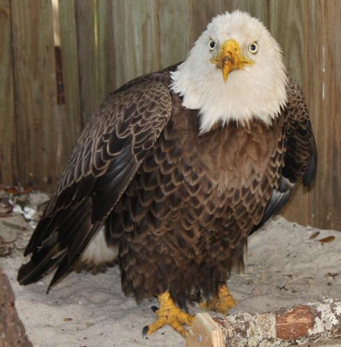 Ailing eagle released after quick recovery | News Archives | yoursun.com