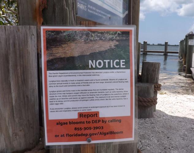 Algae mats lingering in Lemon Bay | News | yoursun.com