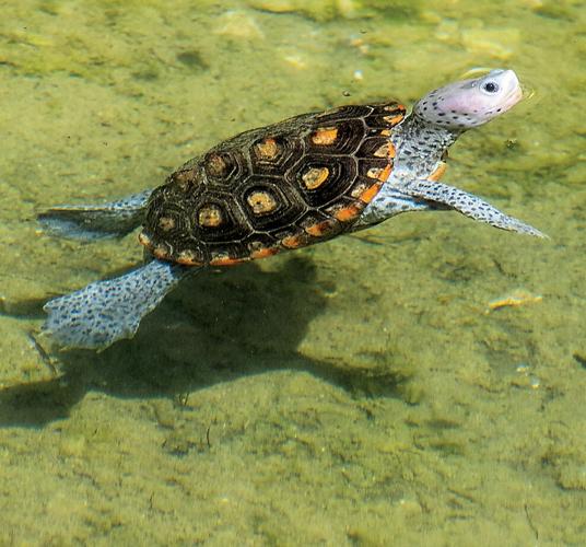 Endangered Species Act protection sought for diamondback terrapins ...