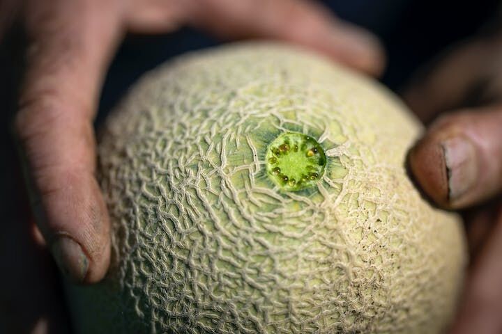 Want to pick a perfectly ripe watermelon? Use these expert tips | Daily ...