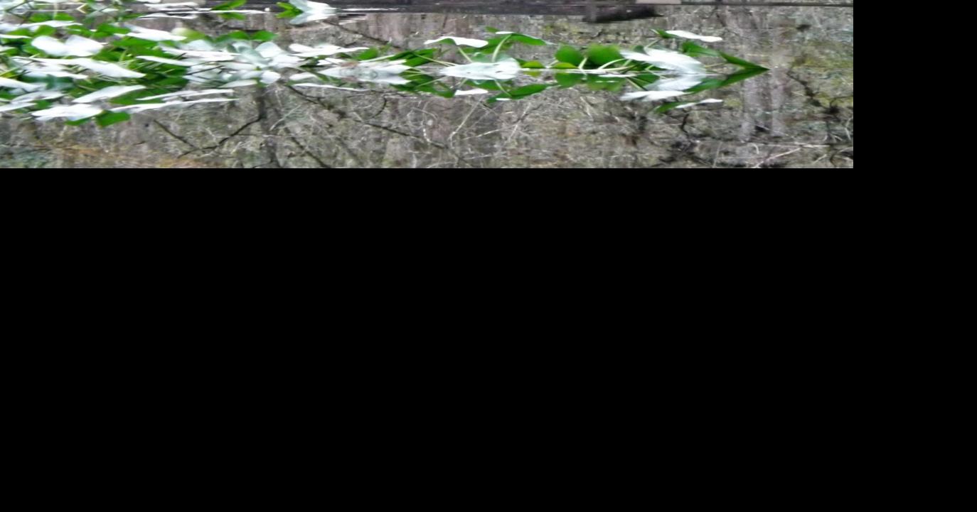 Highlands Hammock State Park seeking volunteer helpers | Newsarchives ...