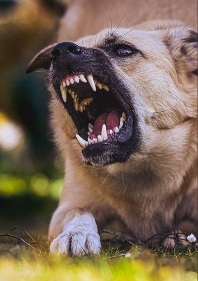 Health officials warn residents about animal bites | Health | yoursun.com