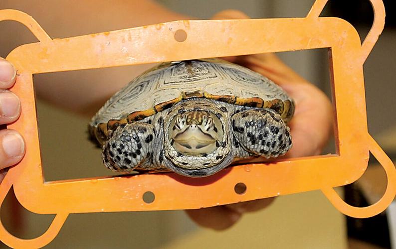 Endangered Species Act protection sought for diamondback terrapins ...