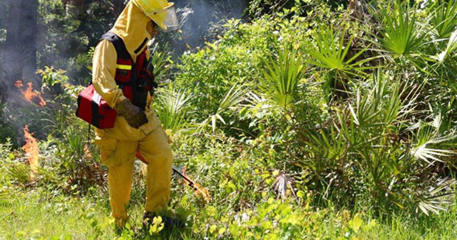 Prescribed fire best for maintaining wildlife habitat | News Archives ...