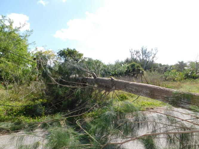 Fallen tree takes out power in Punta Gorda neighborhood | News Archives ...