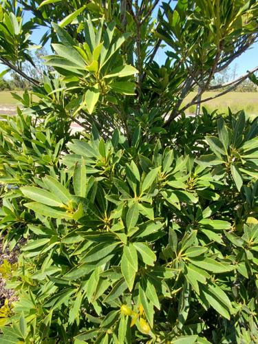 COLUMN: A newer plant on the block – Japanese blueberry | Port ...