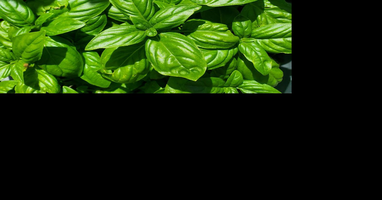 COLUMN: Basil, an ornamental herb of color, shape and scent | Port ...