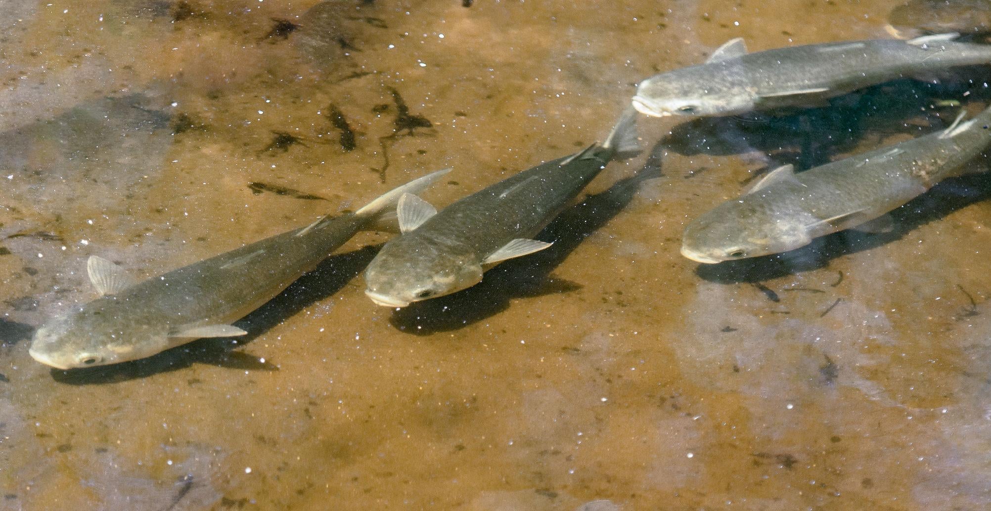 Everything you ever wanted to know about mullet | News | yoursun.com
