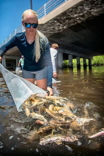 Replenishing redfish after red tide; thousands of fish released near ...