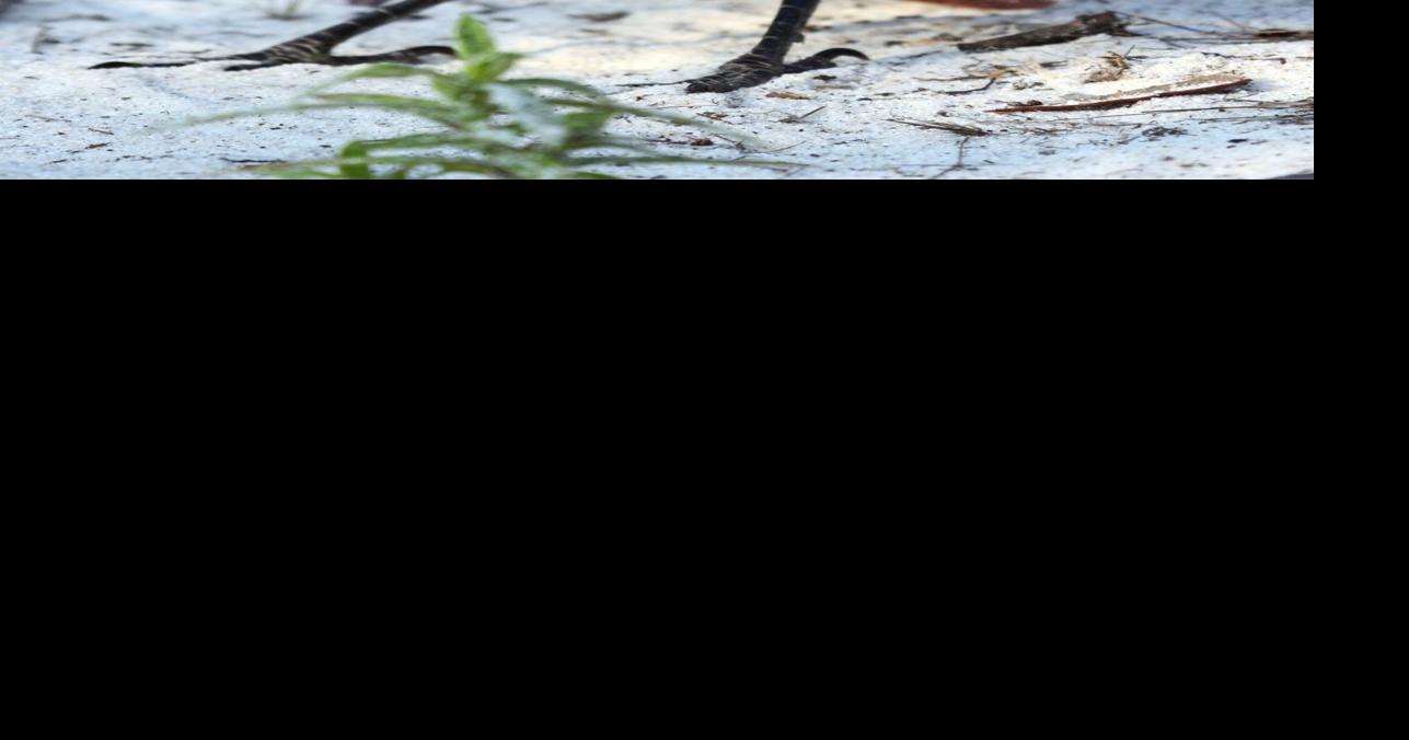 Florida scrub jay program is tonight in Englewood | News Archives ...