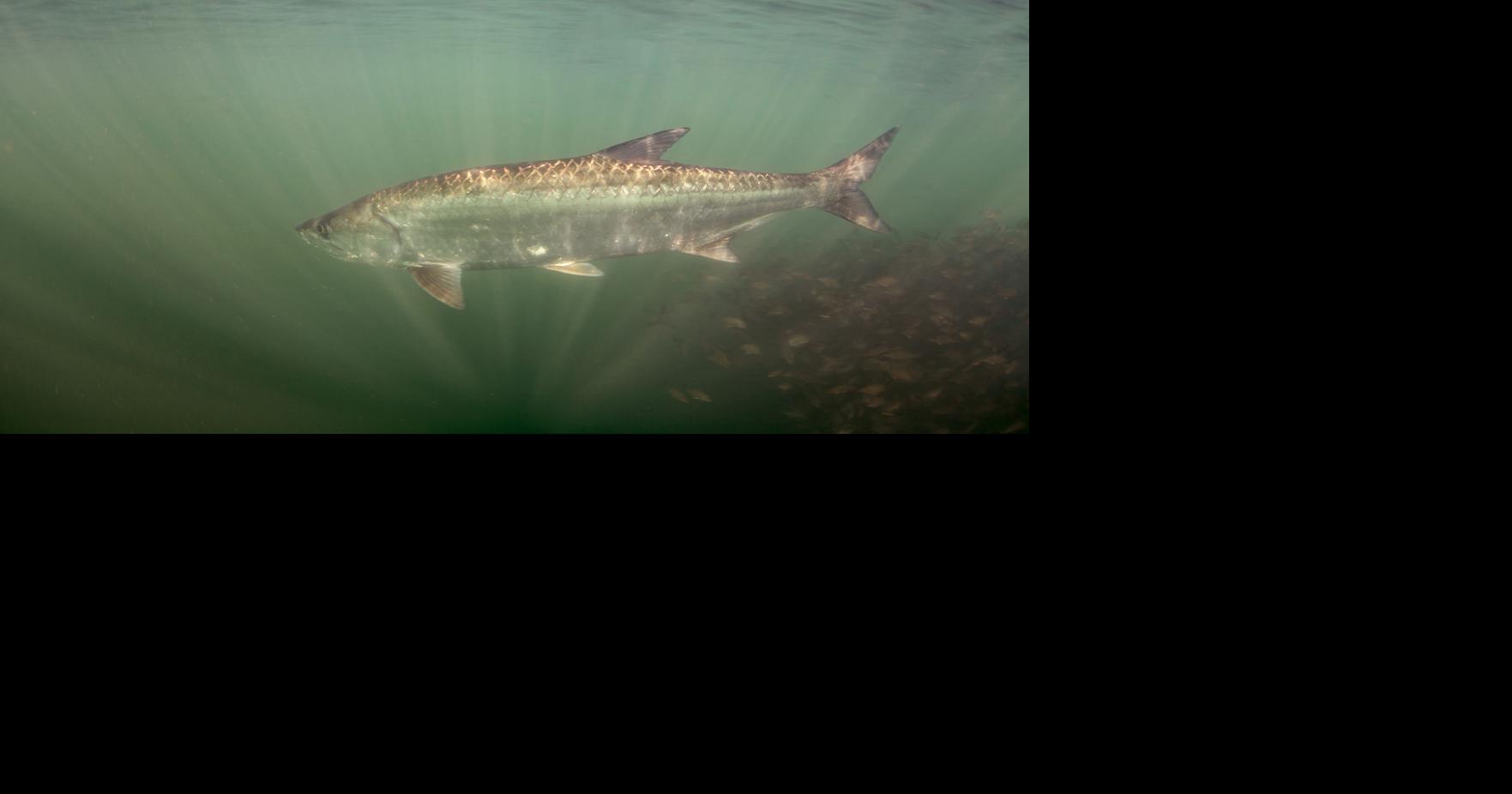 What does brackish really mean? | Waterline | yoursun.com