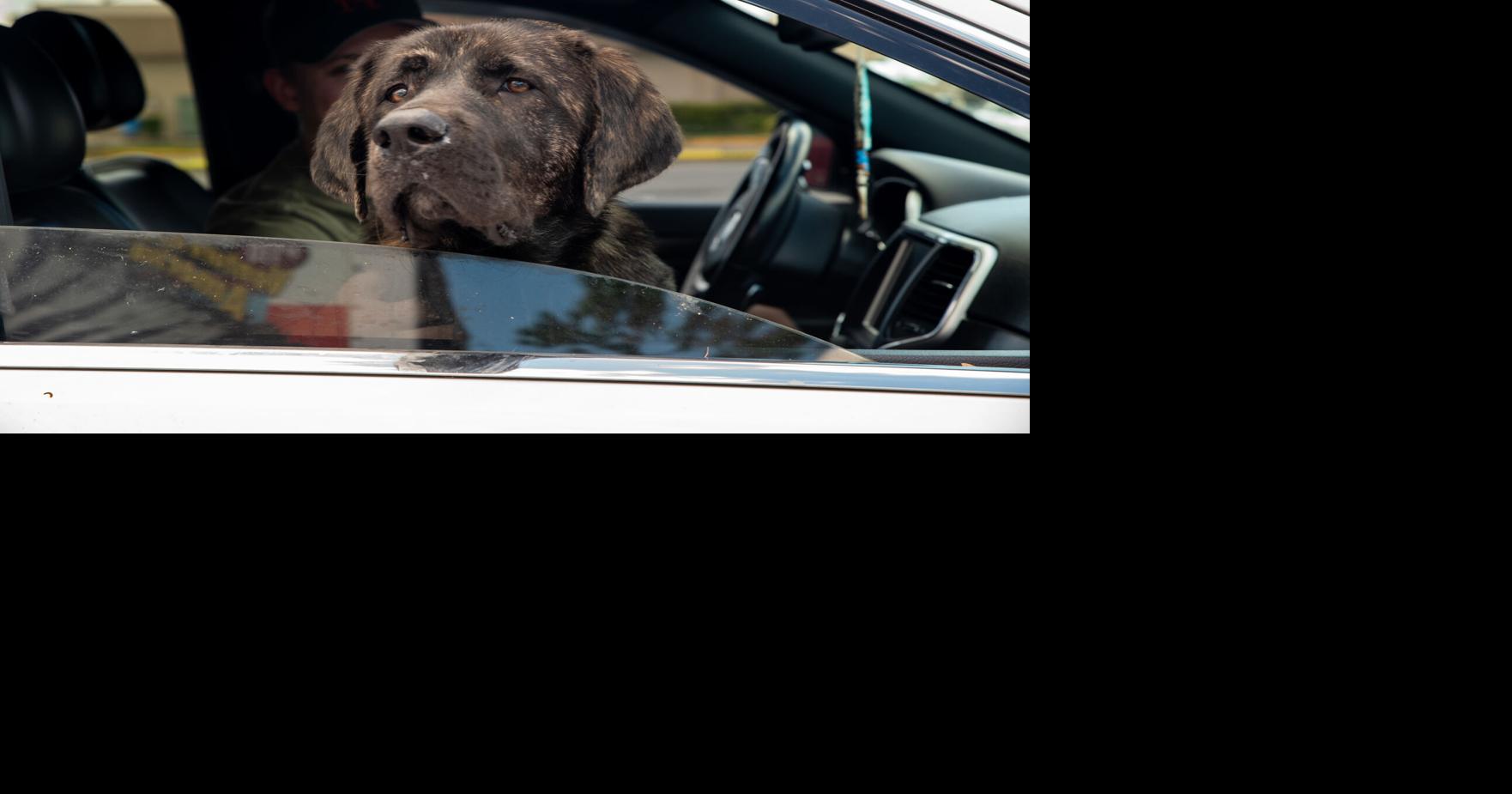 Free vet care, pet food at Mid-County Regional Library | Port Charlotte ...