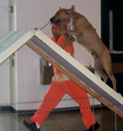 Cell dogs — changing lives, saving lives | News Archives | yoursun.com