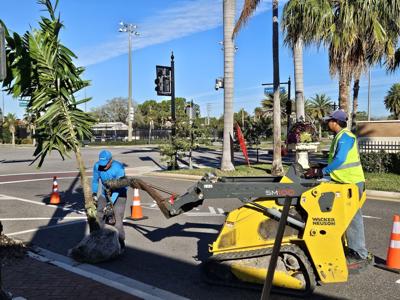 Venice begins adopt-a-tree program | News | yoursun.com