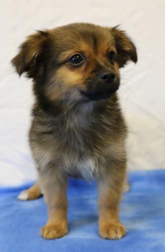 These great pets need furr-ever homes | News Archives | yoursun.com