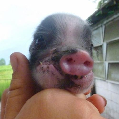 Two mouthed pig born | Newsarchives | yoursun.com