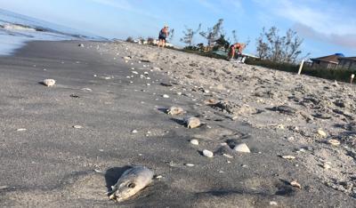 Tropical storm departs, red tide stays near beaches | News | yoursun.com