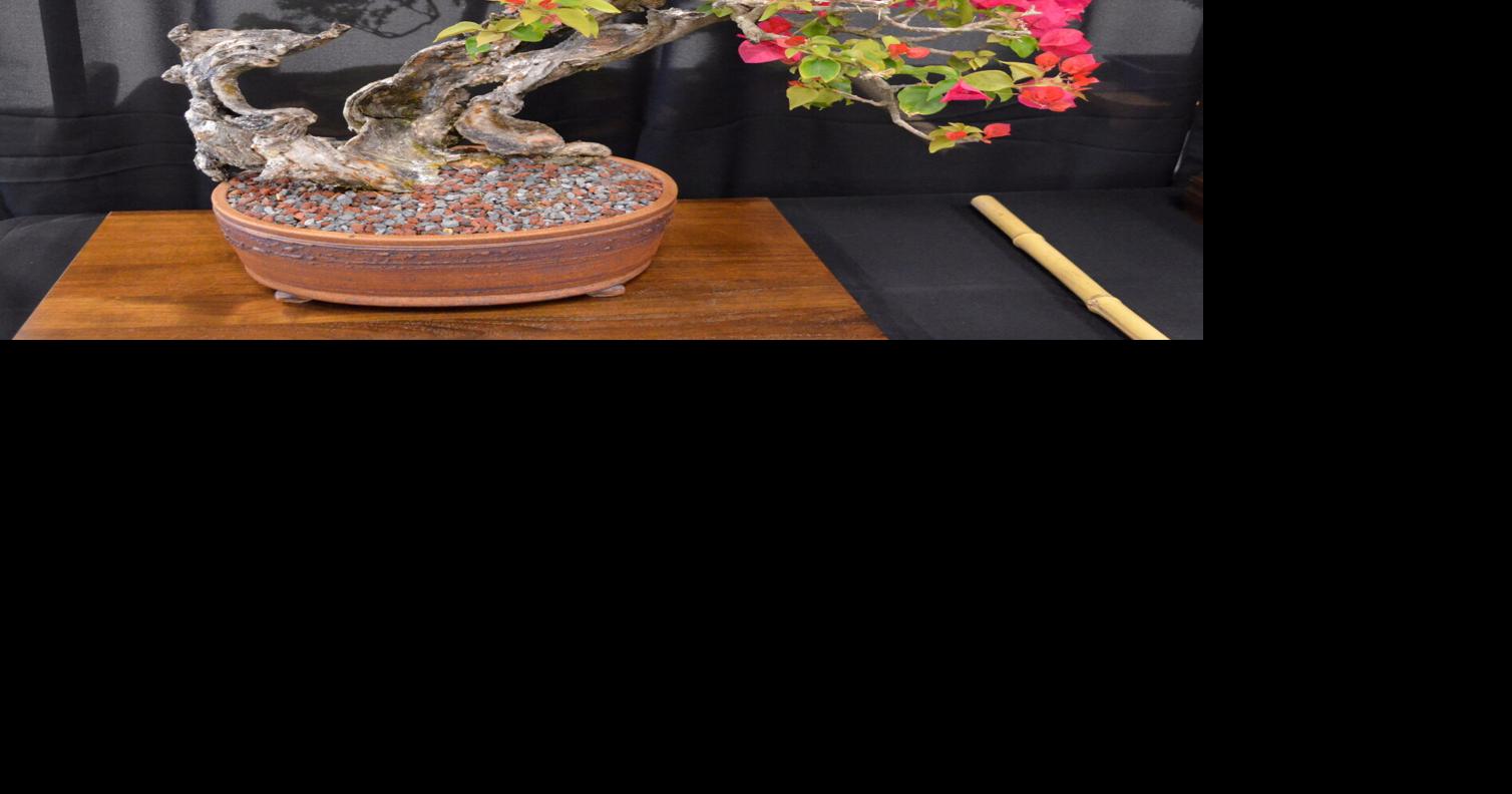 Making a tiny tree look giant | News | yoursun.com