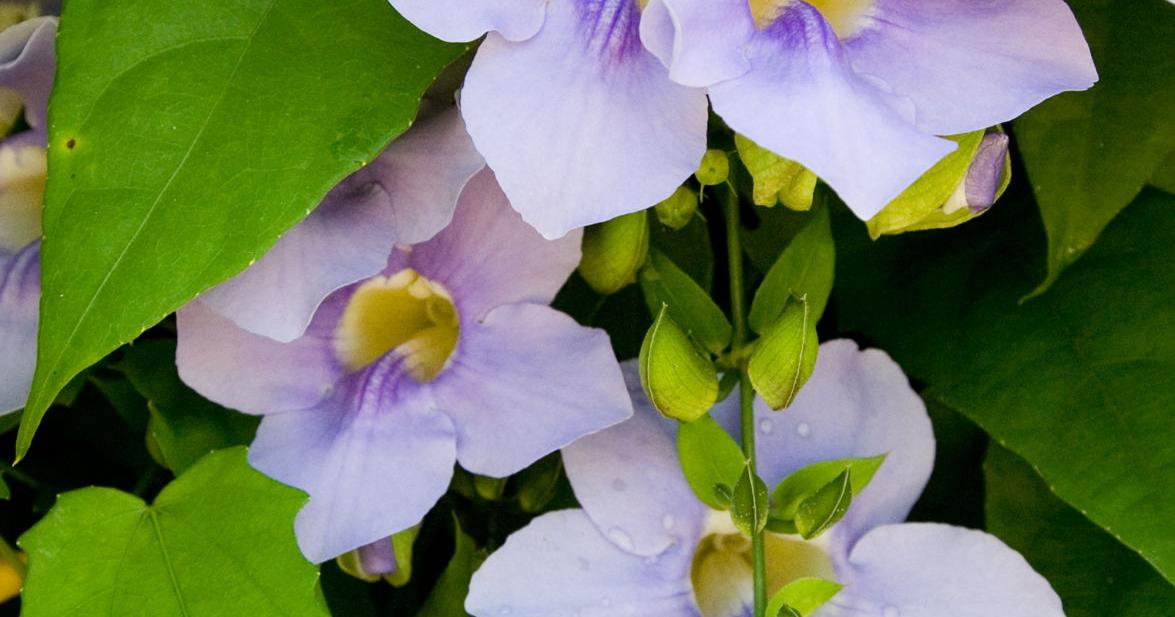 A fine vine is the sky vine | News Archives | yoursun.com