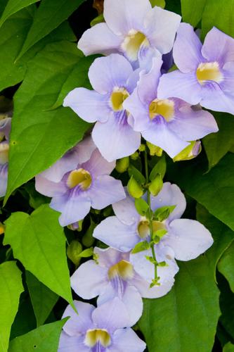 A fine vine is the sky vine | News Archives | yoursun.com