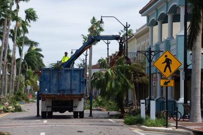 Venice 'regrouping' to replace trees downtown | News | yoursun.com