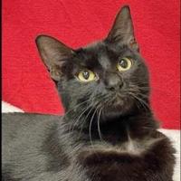 Zara and Beans are ready to find forever homes | Port Charlotte News ...