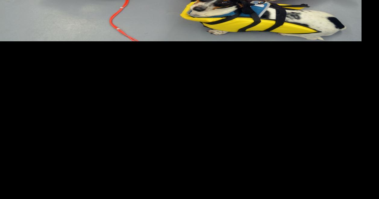 Flotilla 77 promotes water safety for four-legged friends ...