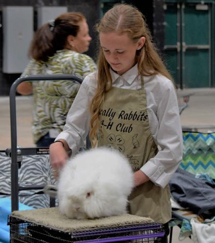 Rabbits, chickens, goats galore! | News Archives | yoursun.com