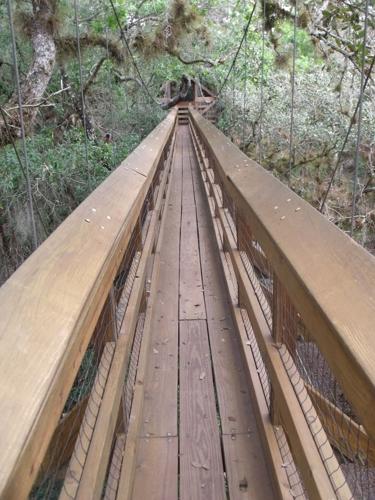 'Canopy Meg' speaks for the trees April 8 | News | yoursun.com