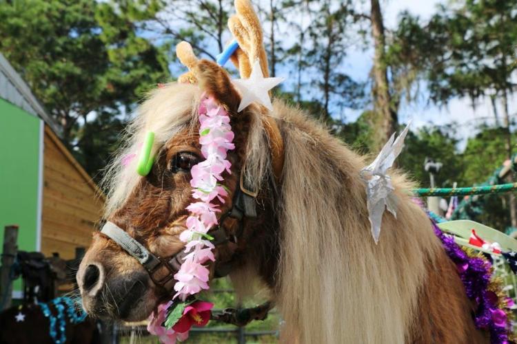 Ponies on parade | News Archives | yoursun.com