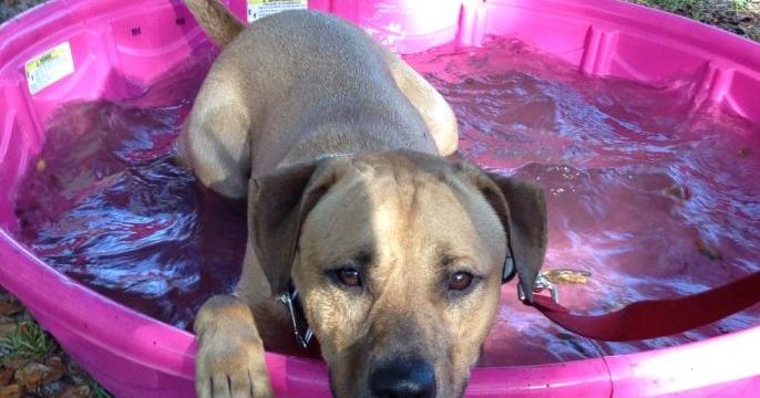 AWL pet of the week | News Archives | yoursun.com