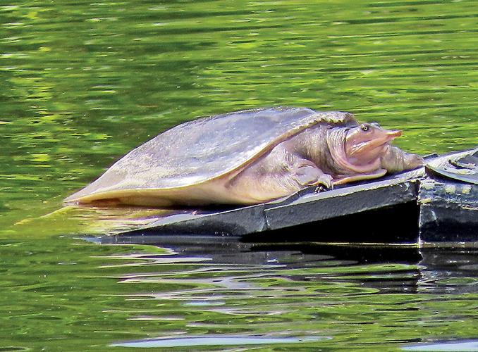 The reptiles of spring | Waterline | yoursun.com