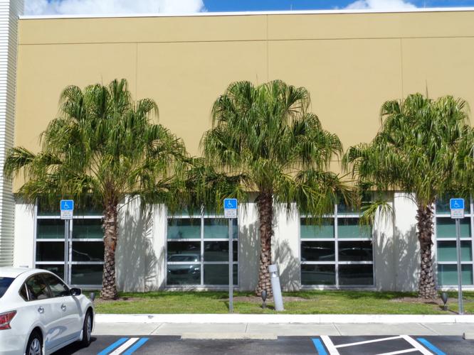 A ribbon palm for your landscape | News Archives | yoursun.com