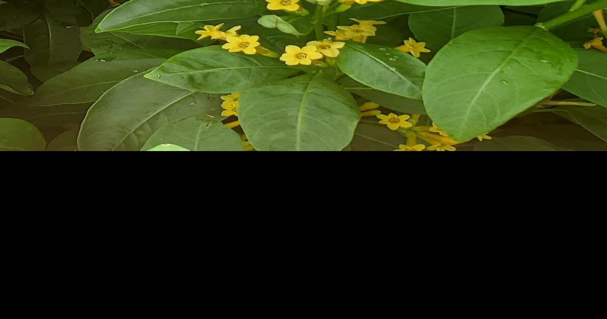 COLUMN: A legion of common names -- but all the same plant | Daily ...