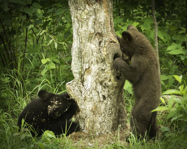 Bears in your backyard | News Archives | yoursun.com