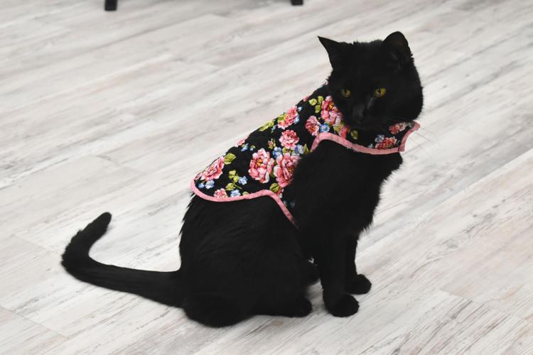 'It's not a bookstore without a cat,' green eyes watching at Punta ...