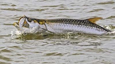 Those golden summer tarpon | Waterline | yoursun.com