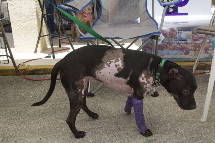 Hope comes to Cats N Dogs | News Archives | yoursun.com