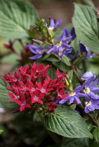 Sunstar pentas 2020 debut timed for pollinators | Daily Break | yoursun.com