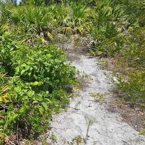 10 things you need to know about gopher tortoises | News | yoursun.com