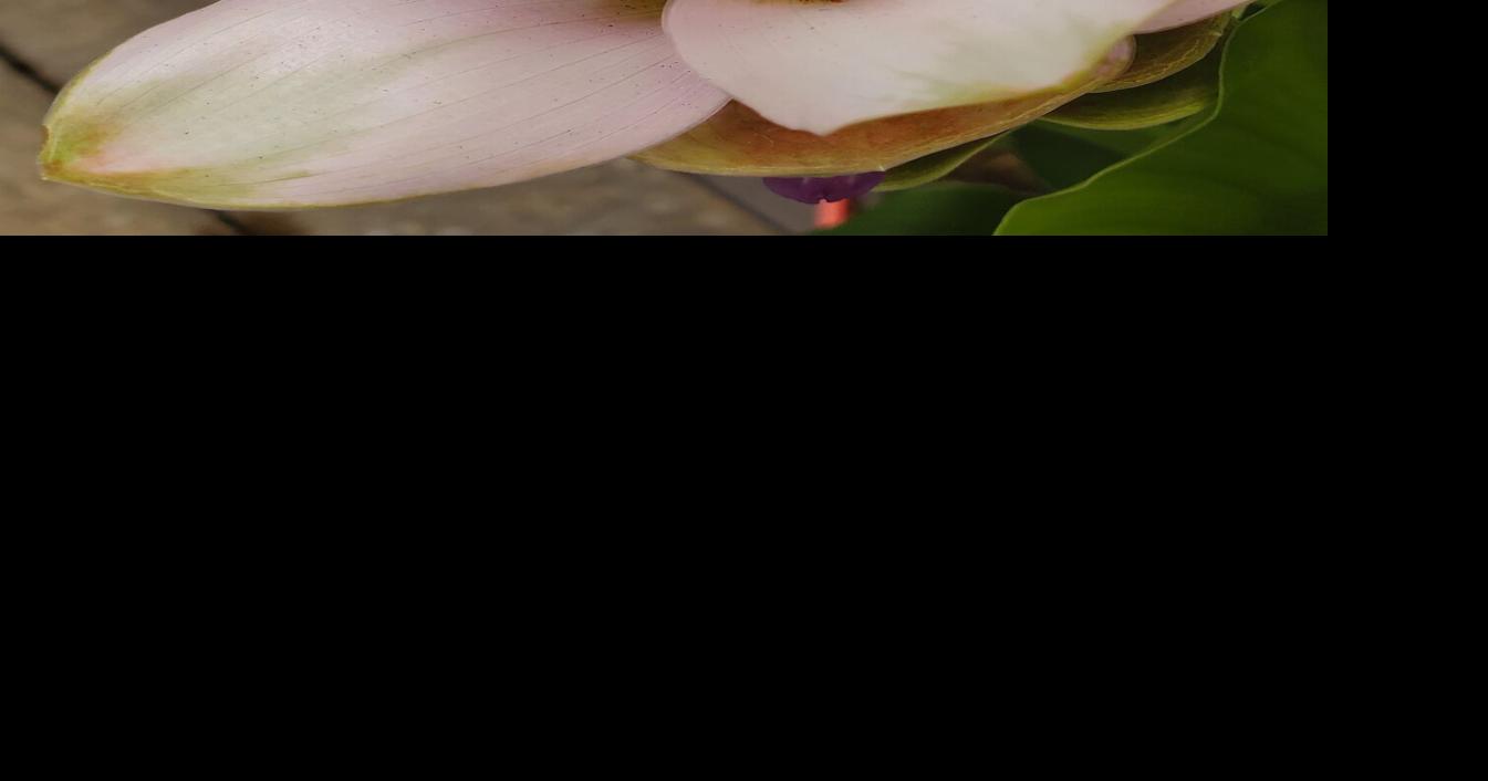 COLUMN: Tropical tulips – curcuma anybody? | Desoto Agriculture ...