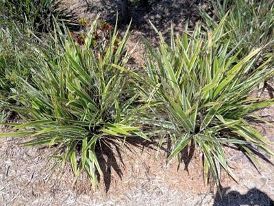 COLUMN: Flax lily – maybe over planted, but for a good reason | News ...
