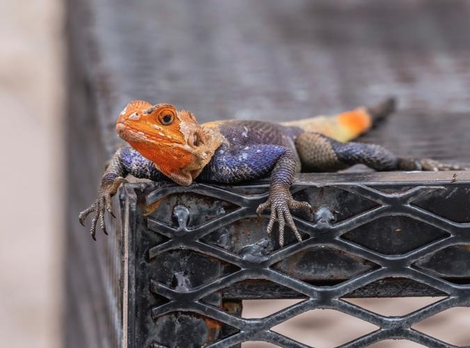 'Huge': Agama lizards are 'everywhere' | Port Charlotte News | yoursun.com