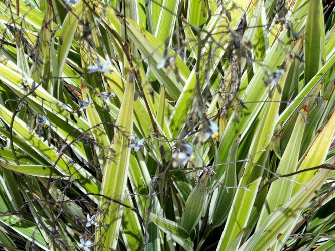 COLUMN: Flax lily – maybe over planted, but for a good reason | Port ...