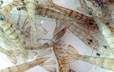 It’s time for peewees: Would you rather have dinky shrimp, or no shrimp ...